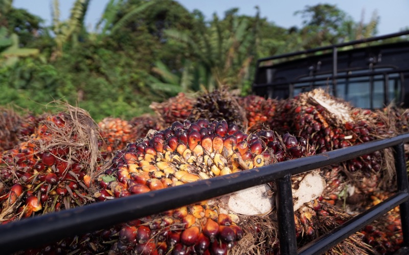 Produksi CPO Astra Agro (AALI) Terimpit Konflik Agraria di Morowali Utara